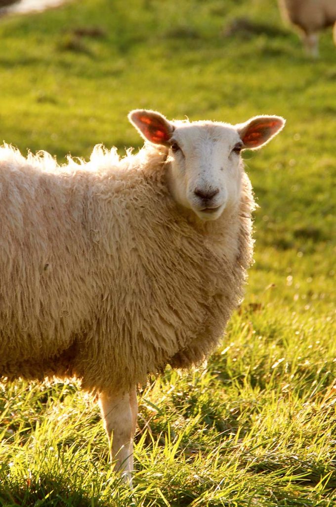 Mutton – V&V Walsh