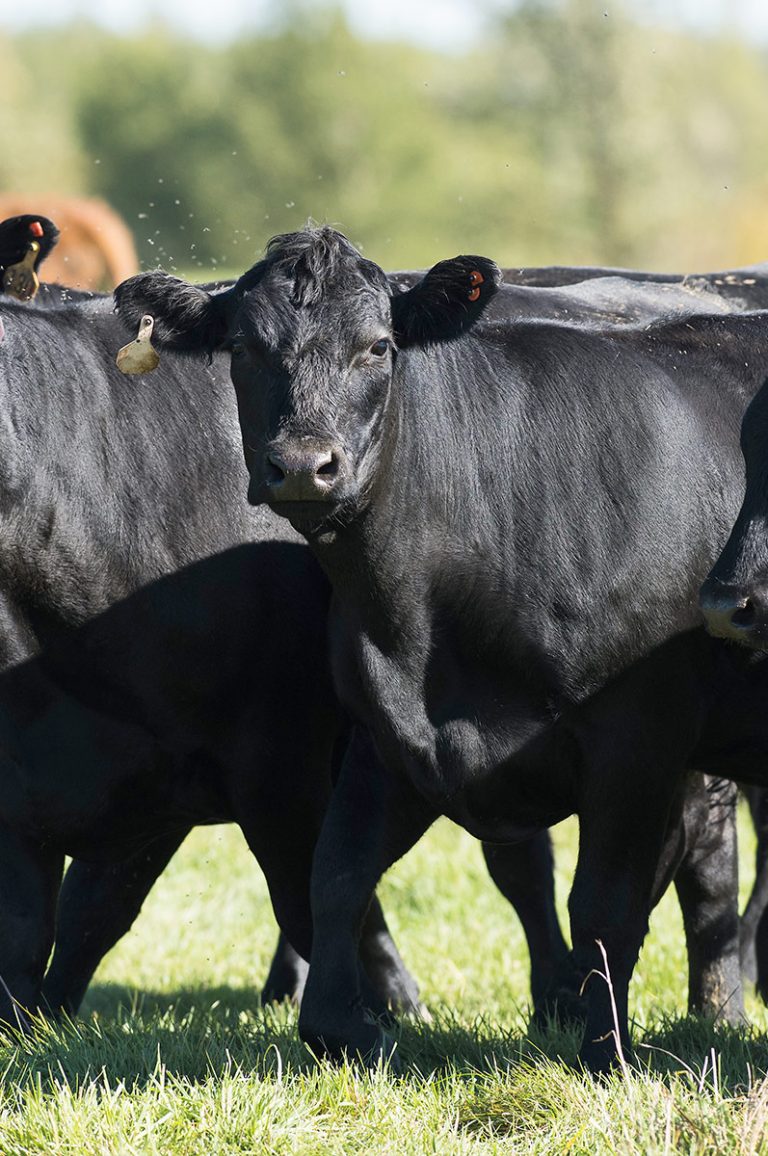 Offals – V&V Walsh