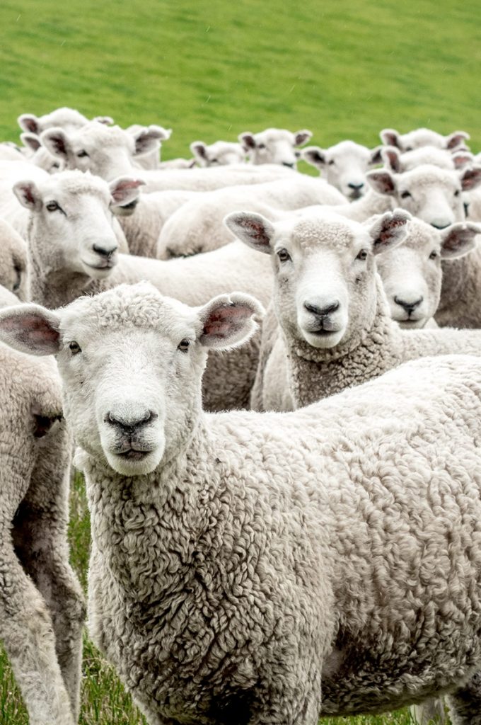 Sheep Runners – V&V Walsh