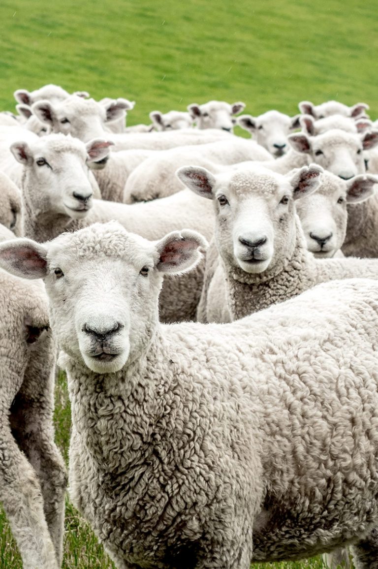 Sheep Runners – V&V Walsh